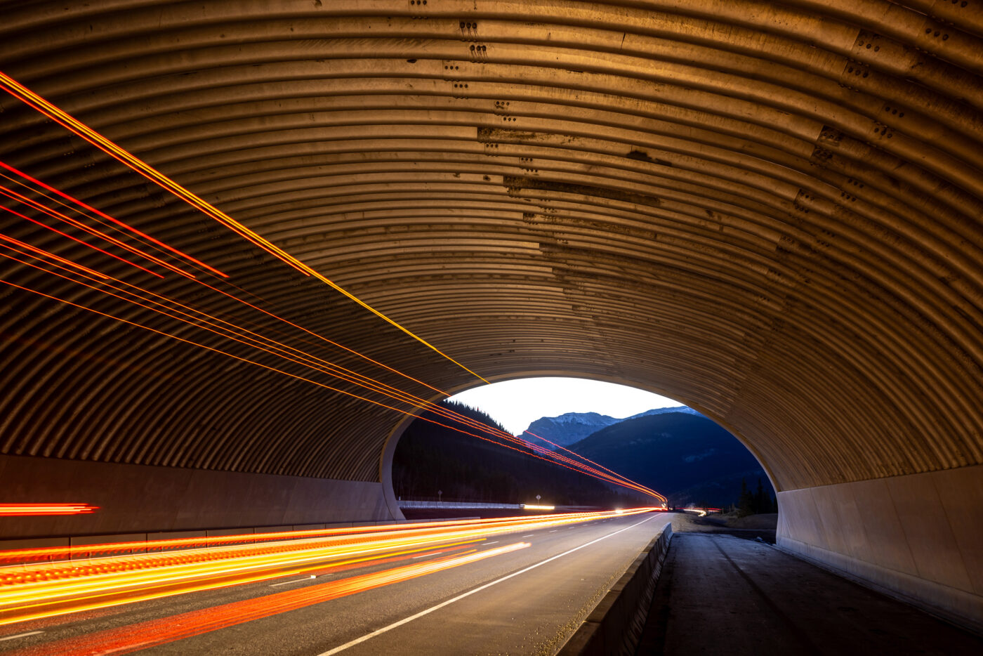 Peter Lougheed Wildlife Overpass - DIALOG | DIALOG